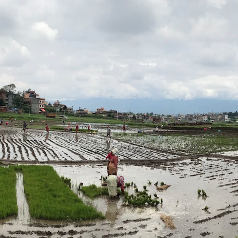 Nepali Patro | Nepali Calendar | ९, आइतवार असार २०८१